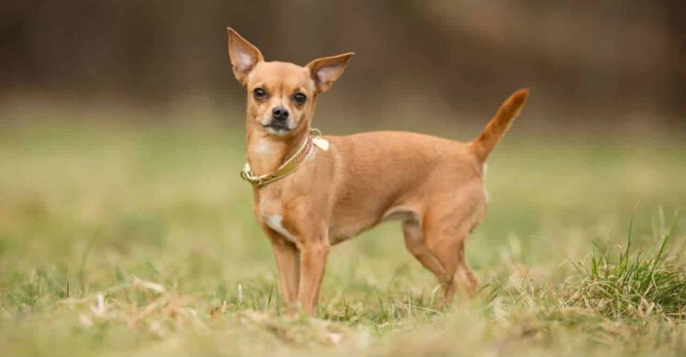 Chó Chihuahua: Đặc điểm, tính cách, chăm sóc và giá bán
